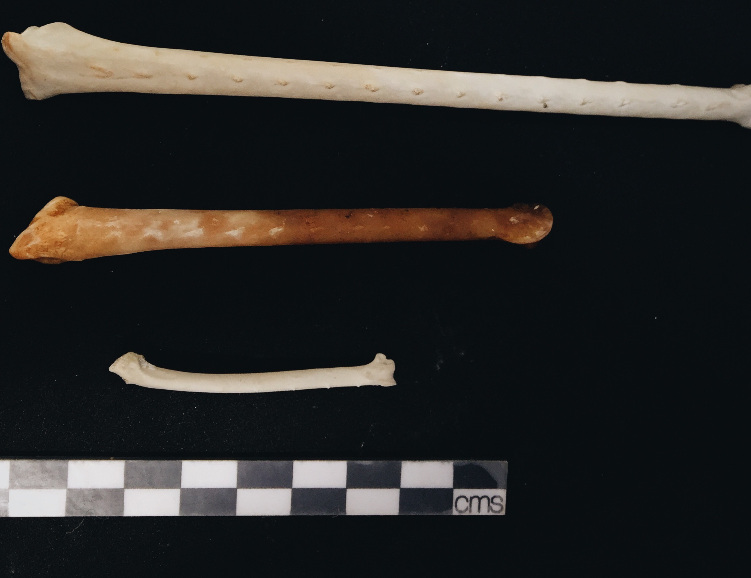 #FolkloreThursday – Magical Flight with Birds – Animal Archaeology