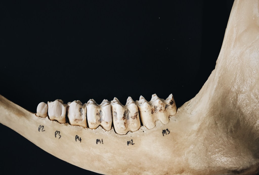 On Animal Teeth, or Why I’m Not a Dentist – Animal Archaeology