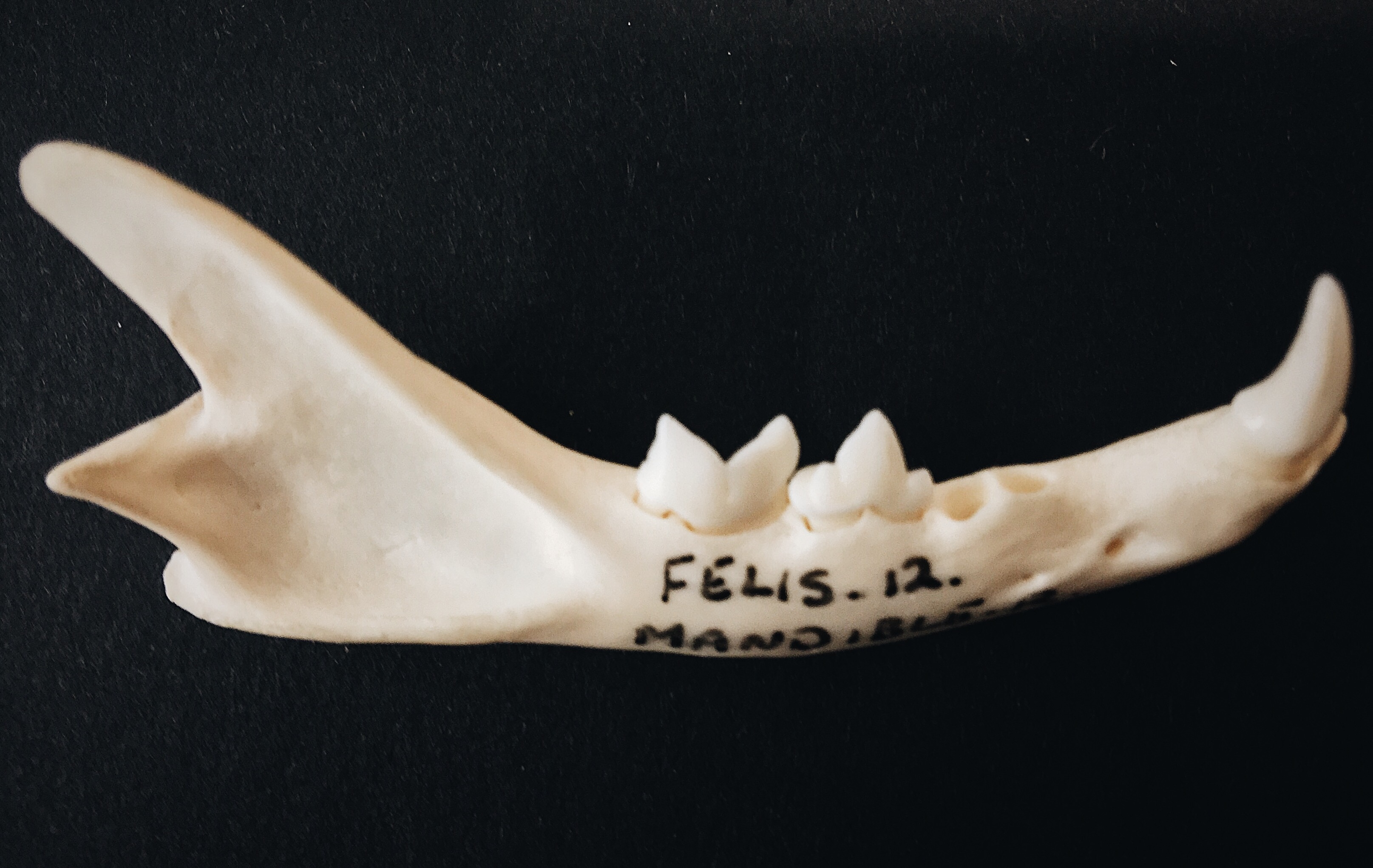 On Animal Teeth, or Why I’m Not a Dentist – Animal Archaeology