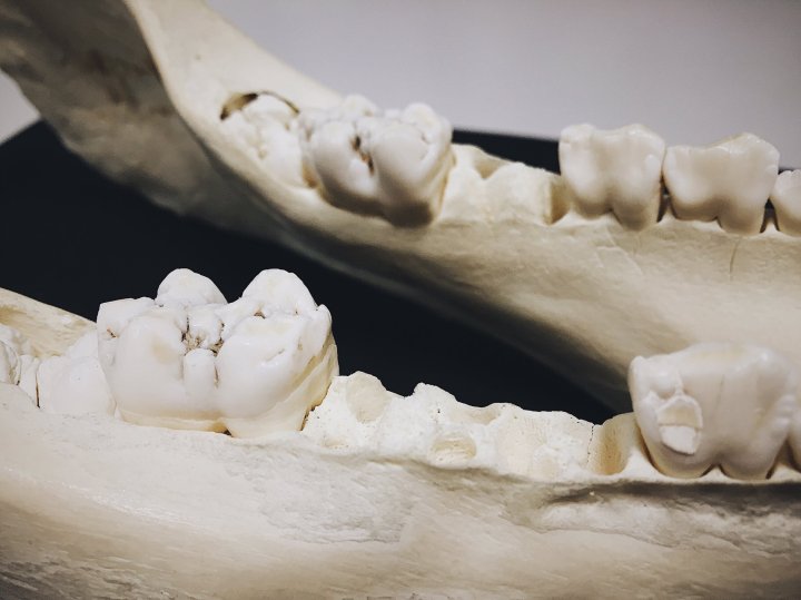 On Animal Teeth, or Why I’m Not a Dentist – Animal Archaeology