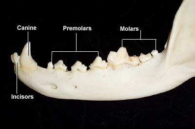 On Animal Teeth, or Why I’m Not a Dentist – Animal Archaeology