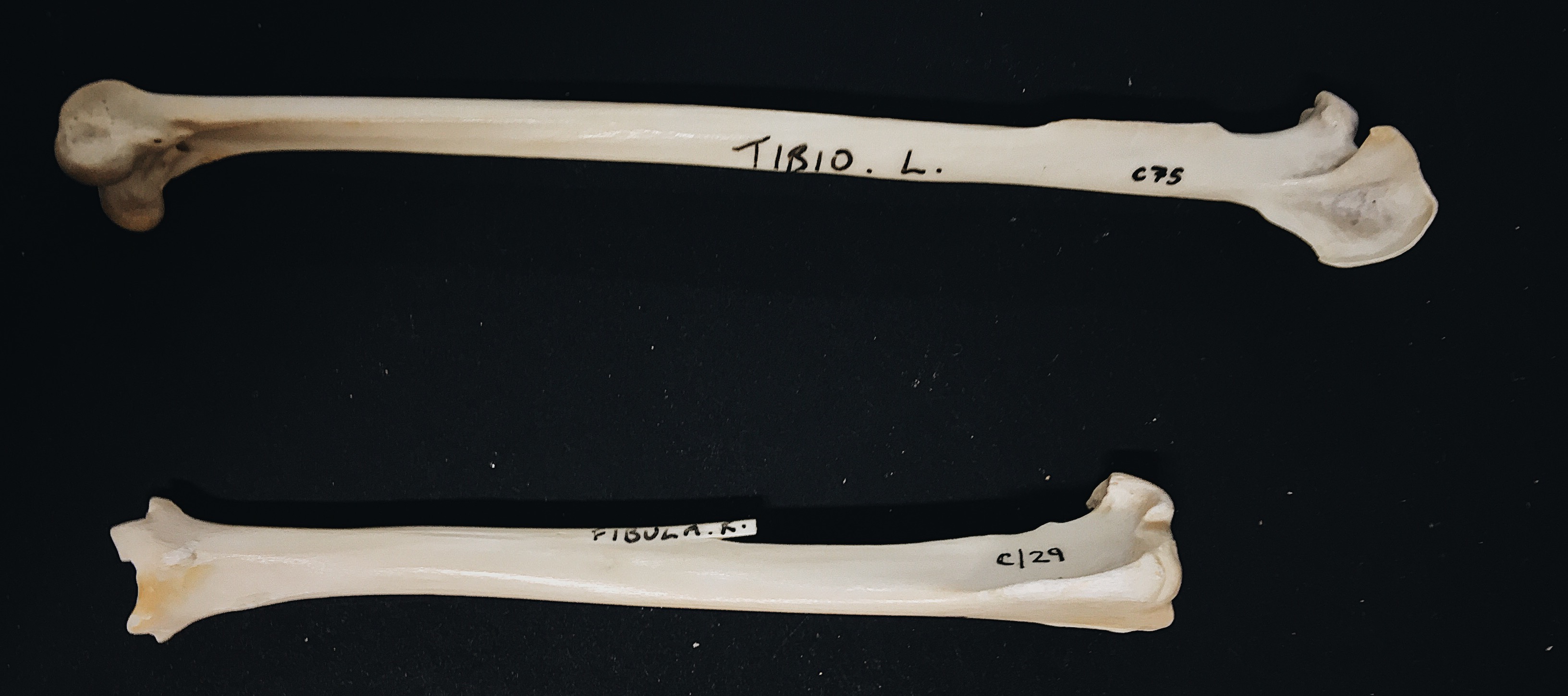 Bones That Looks Like Other Bones: A MiniPost About Birds and Rabbits ...