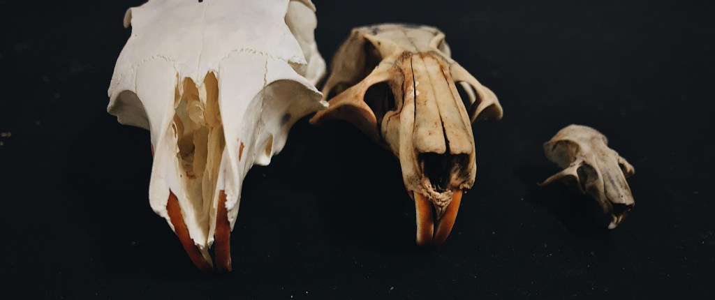 Bones That Look Like Other Bones: Rodent Week Edition – Animal Archaeology