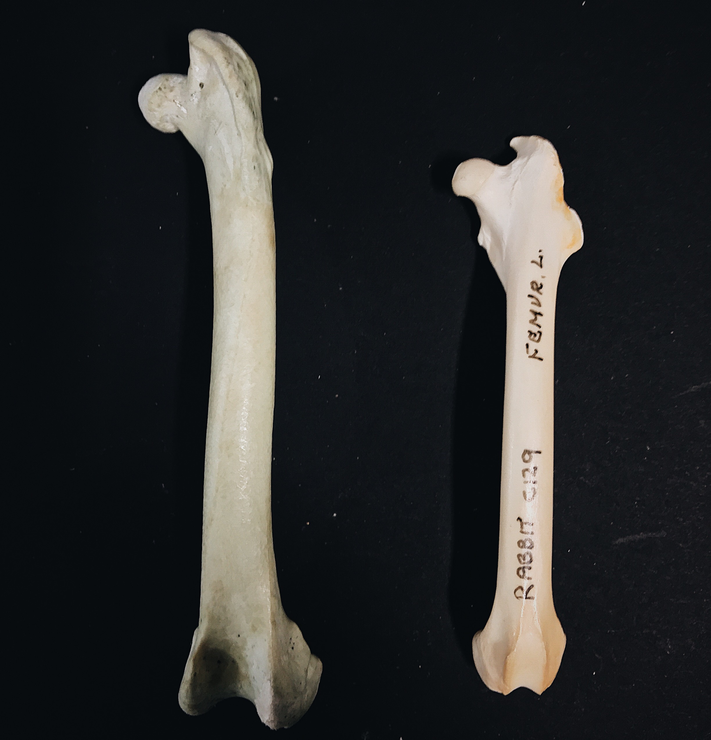 Bones That Looks Like Other Bones: A MiniPost About Birds and Rabbits ...