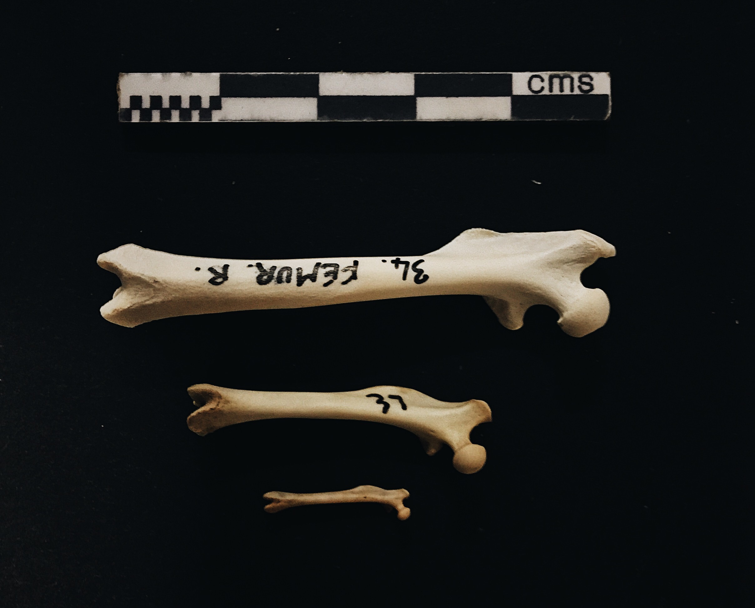 Bones That Look Like Other Bones: Rodent Week Edition – Animal Archaeology