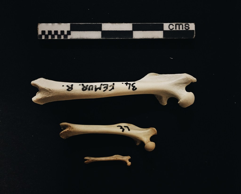 Bones That Look Like Other Bones: Rodent Week Edition – Animal Archaeology