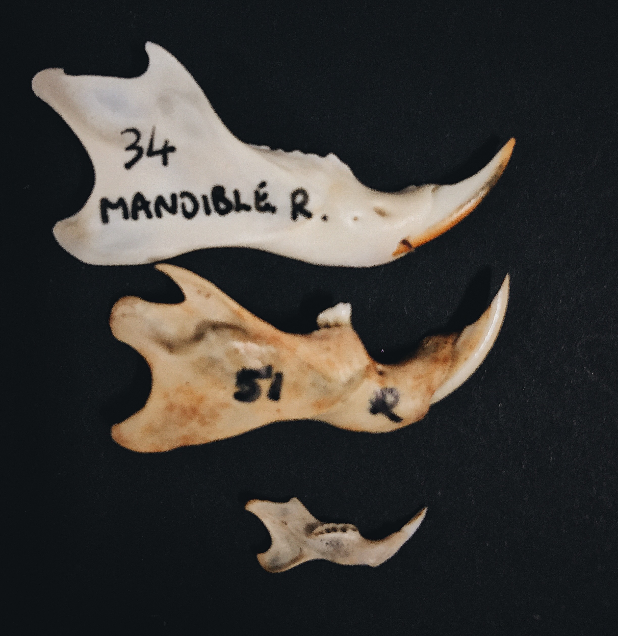 Bones That Look Like Other Bones: Rodent Week Edition – Animal Archaeology
