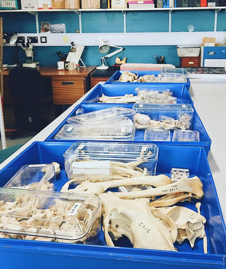 The Bone Collector: Building A Personal Reference Collection – Animal ...