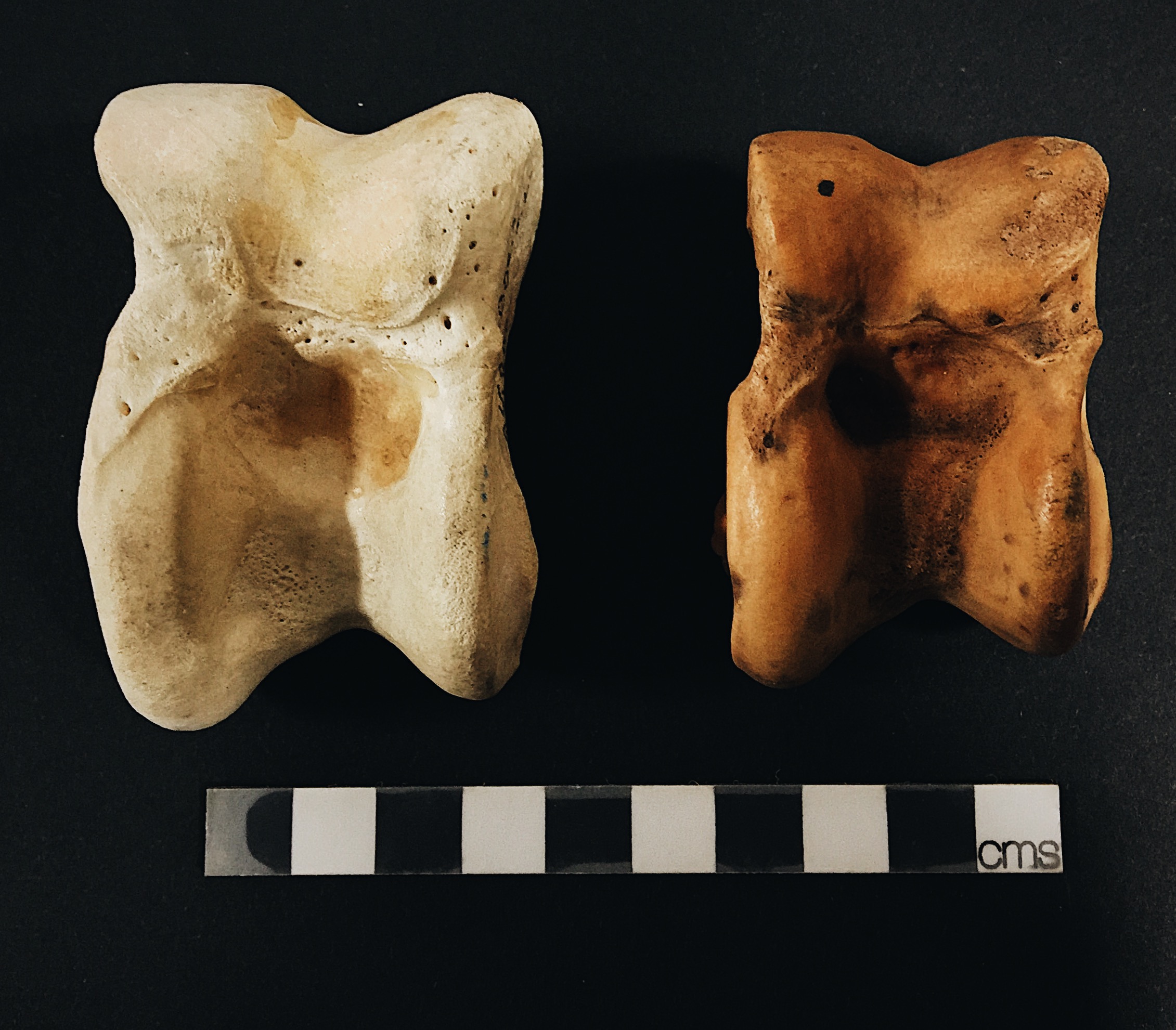 On The Average Day of a Zooarchaeologist, or “So like, what do you even ...