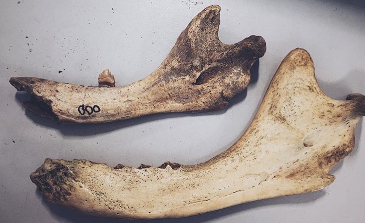 On The Average Day of a Zooarchaeologist, or “So like, what do you even ...