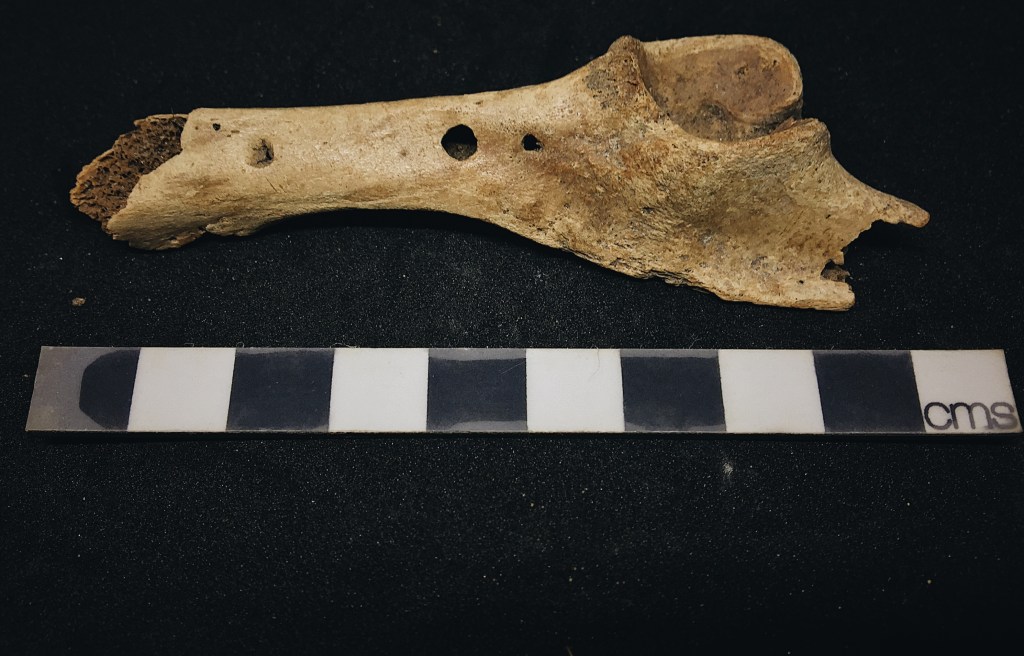 On The Average Day of a Zooarchaeologist, or “So like, what do you even ...