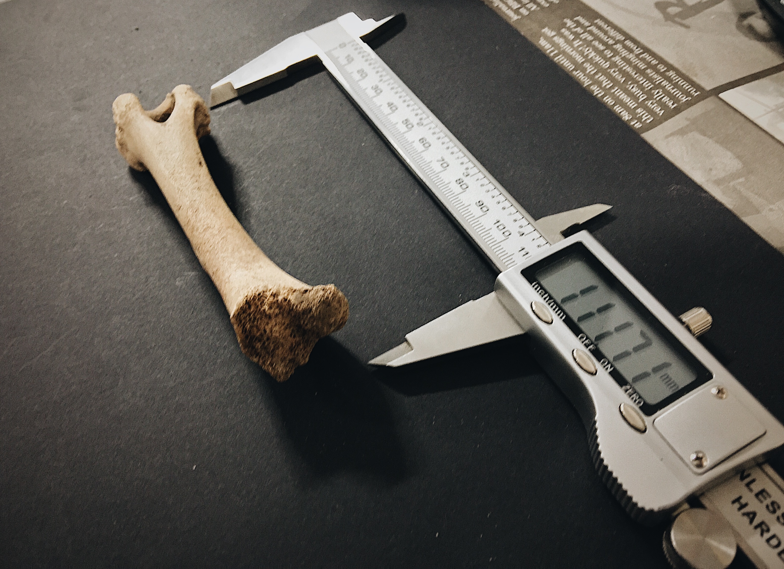 On The Average Day of a Zooarchaeologist, or “So like, what do you even ...