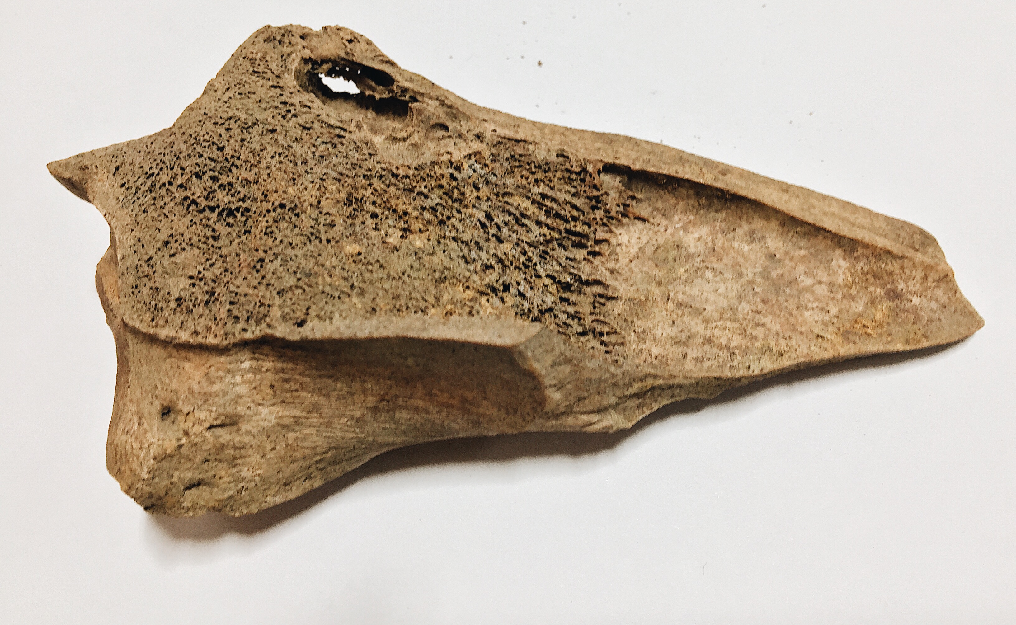 On The Average Day of a Zooarchaeologist, or “So like, what do you even ...