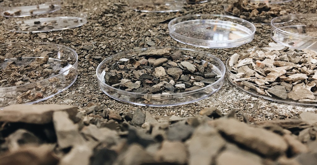 On The Average Day of a Zooarchaeologist, or “So like, what do you even ...