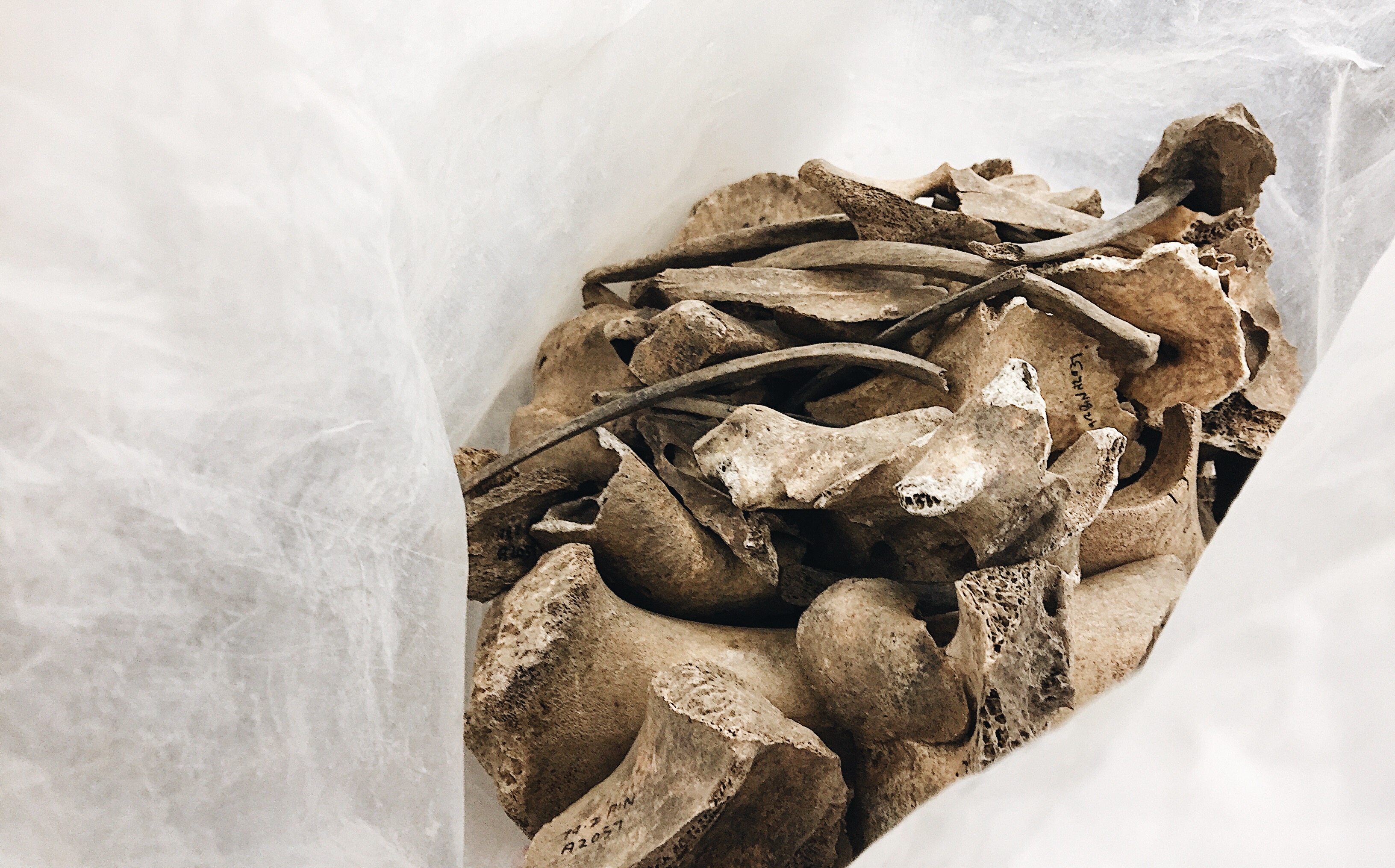 On The Average Day of a Zooarchaeologist, or “So like, what do you even ...