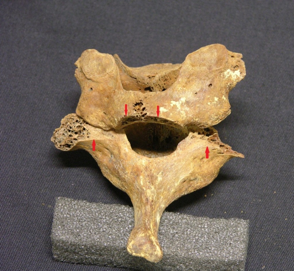 On the Chopping Block: Decapitation in Archaeology – Animal Archaeology