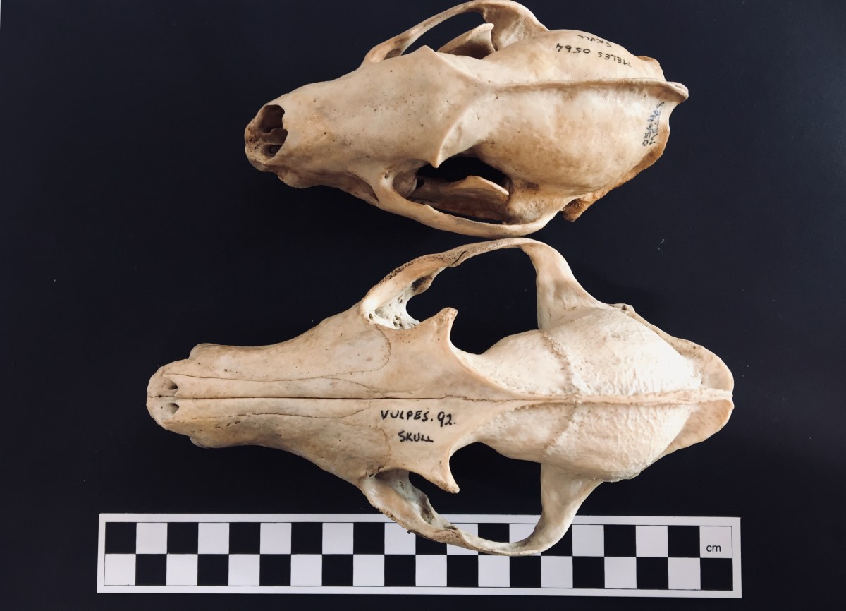 Fox Skeleton Diagram