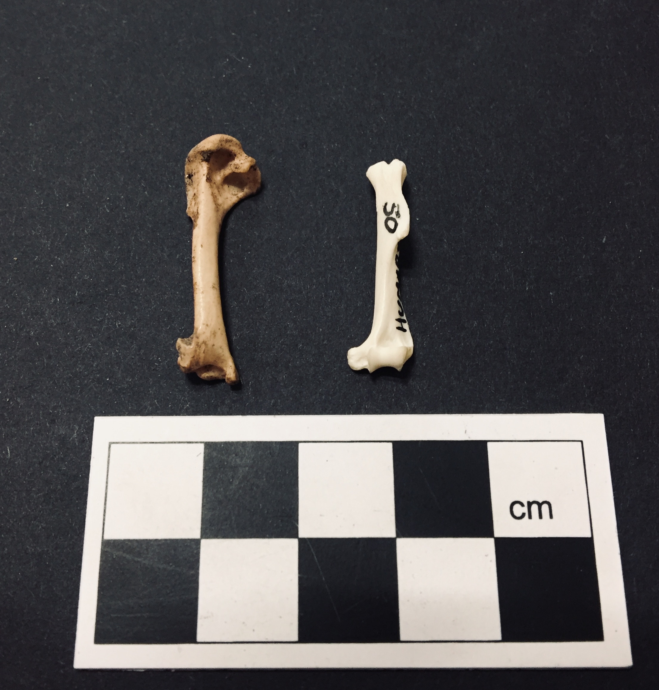 Bones That Look Like Other Bones: Rodent Bones VS Bird Bones – Animal ...