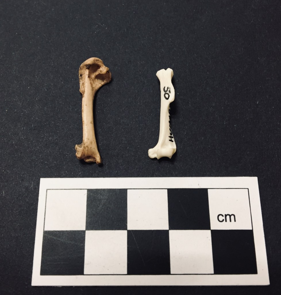 Bones That Look Like Other Bones: Rodent Bones VS Bird Bones – Animal ...