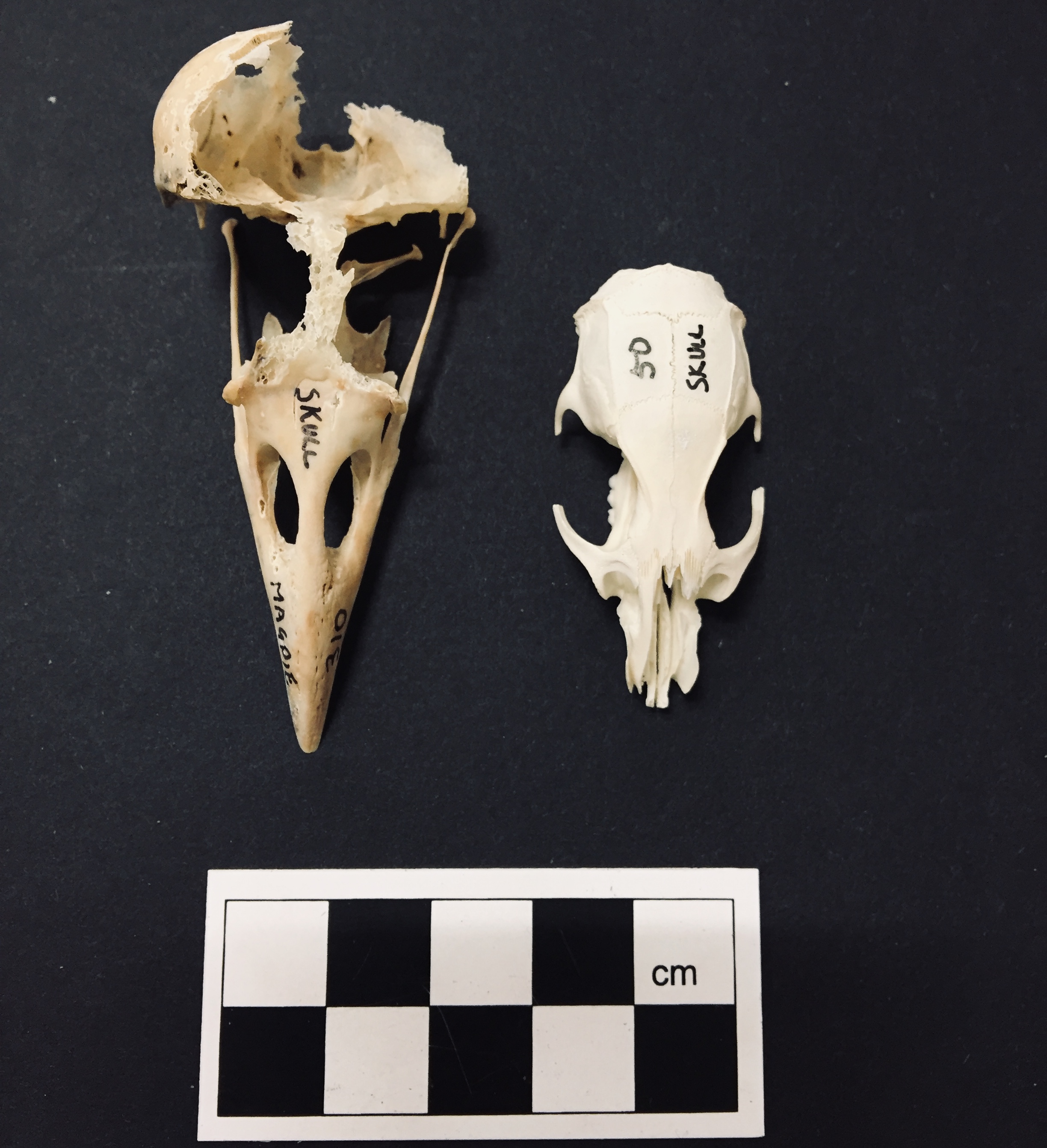Bones That Look Like Other Bones: Rodent Bones VS Bird Bones – Animal ...