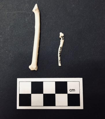 Bones That Look Like Other Bones: Rodent Bones VS Bird Bones – Animal ...