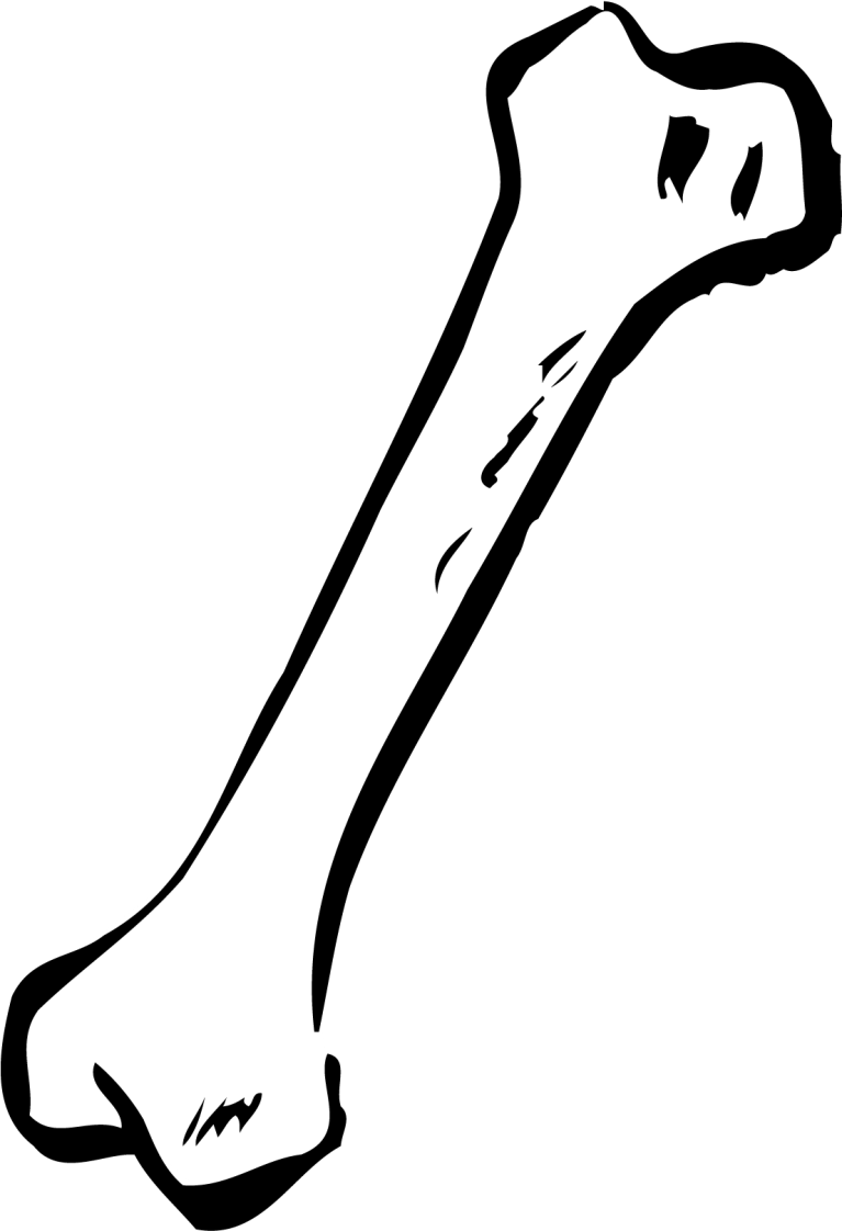 One Bone to Represent Them All: The Enduring Legacy of the Femur Bone ...