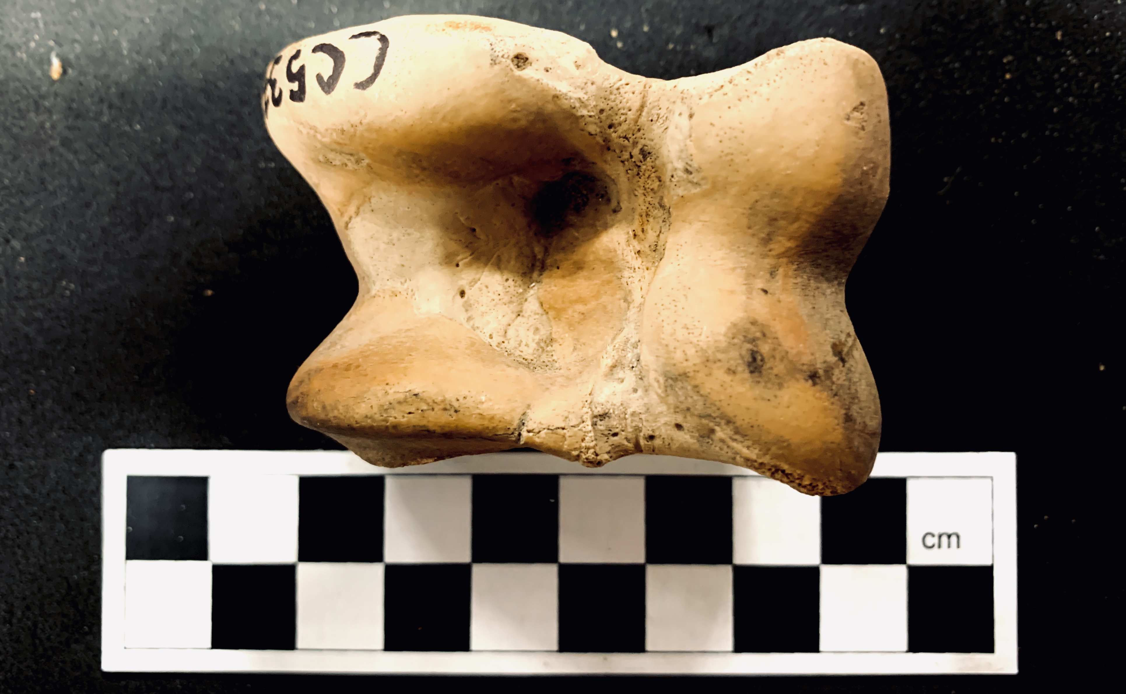 One Bone to Represent Them All: The Enduring Legacy of the Femur Bone ...