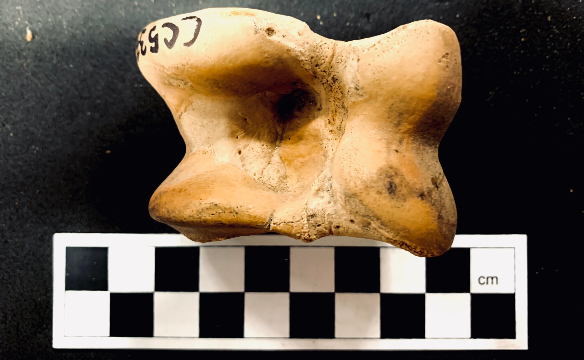One Bone to Represent Them All: The Enduring Legacy of the Femur Bone ...