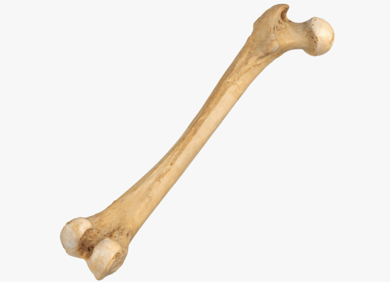 One Bone to Represent Them All: The Enduring Legacy of the Femur Bone ...